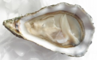 MARISCO: Ostras N.3 Speciale de Claire